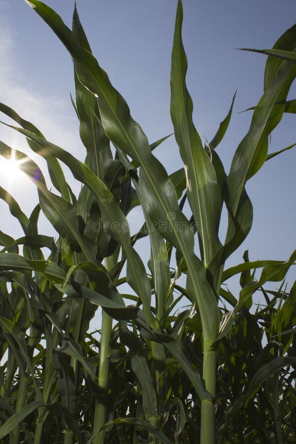 Wild corn stock photo. Image of tasty, seed, three, organic - 16242634