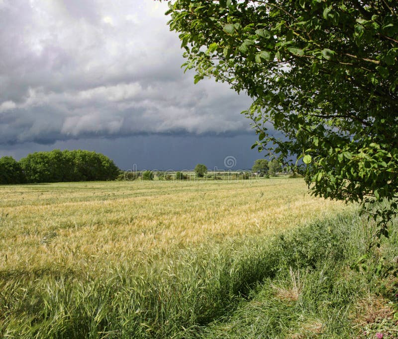 A corn field stock image. Image of trees, environment - 25697465