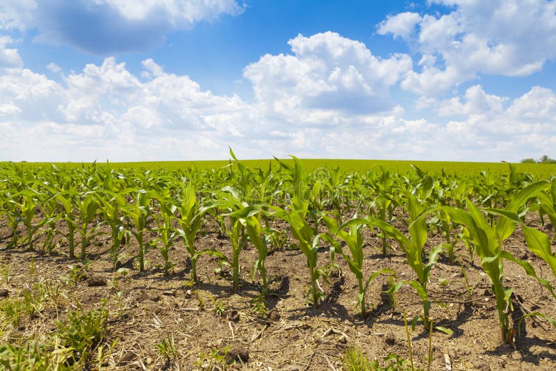 Corn Field stock photo. Image of countrified, abundance - 26394778
