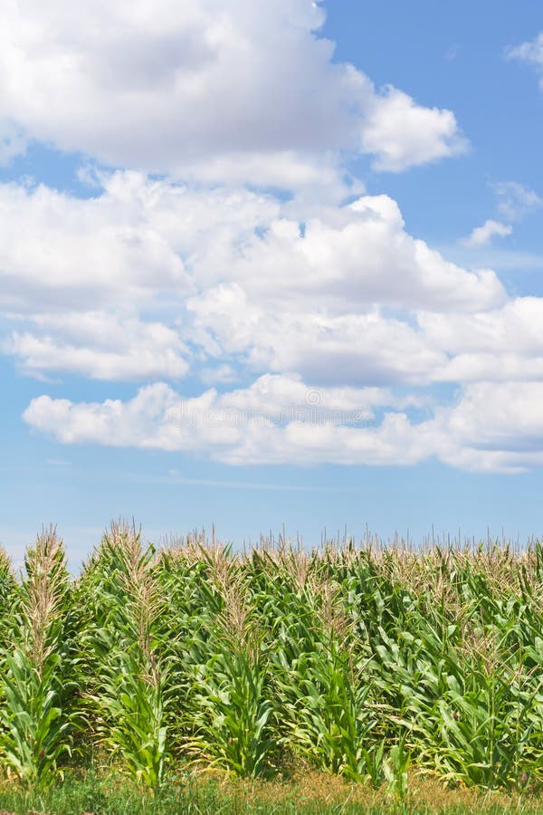 New corn field stock photo. Image of growth, cultivate - 31405756