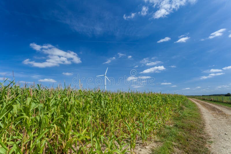 Corn field stock photo. Image of countryside, field, vegetable - 26497294