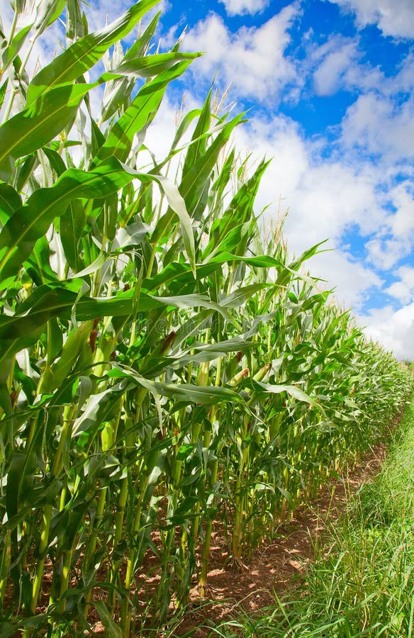 The corn field stock photo. Image of color, cloud, country - 37840942