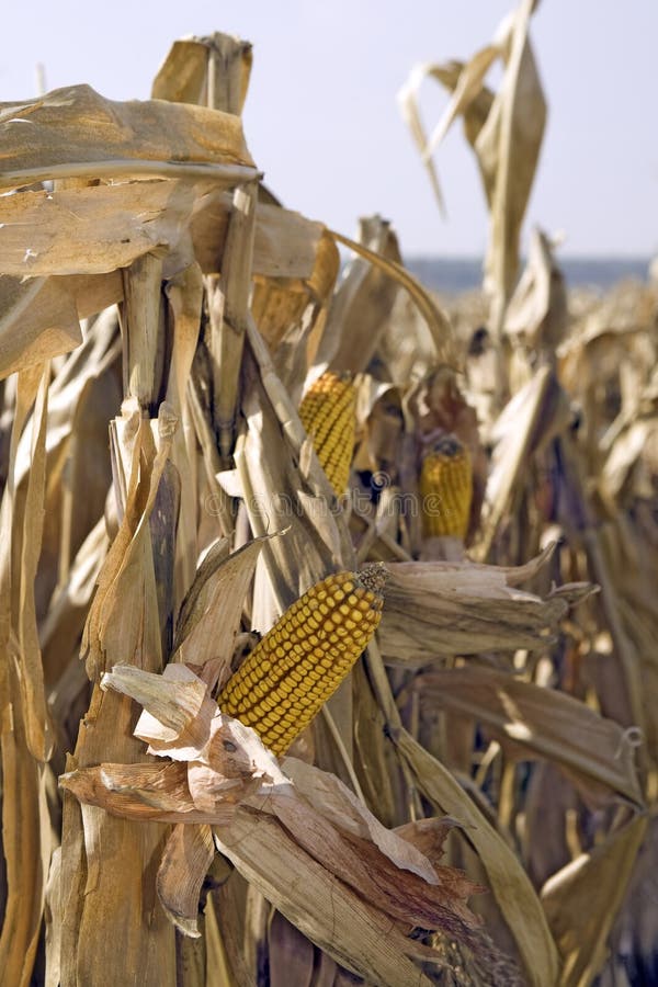 Corn field stock photo. Image of grain, autumn, harvesting - 26948618