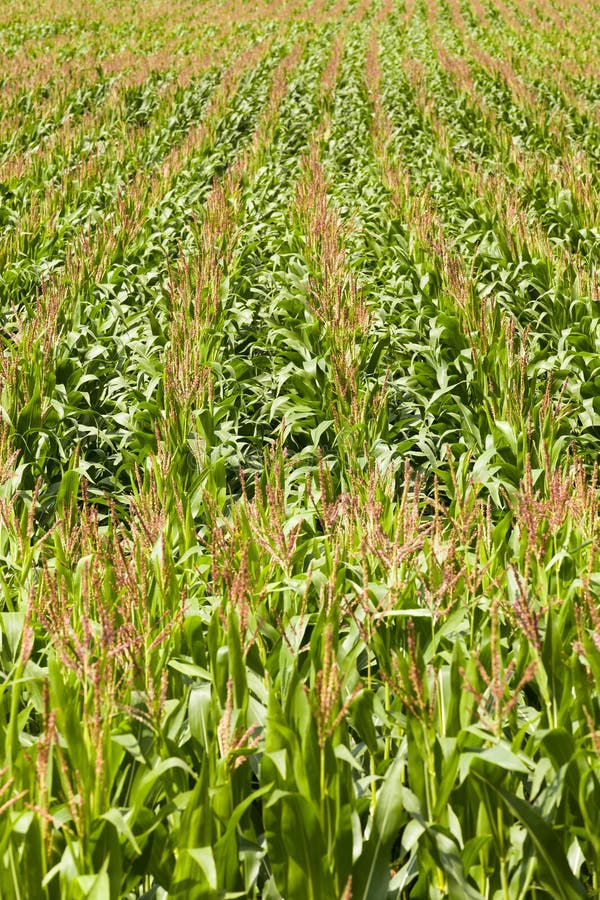 Corn field stock image. Image of field, leaf, hedge, lush - 27096919