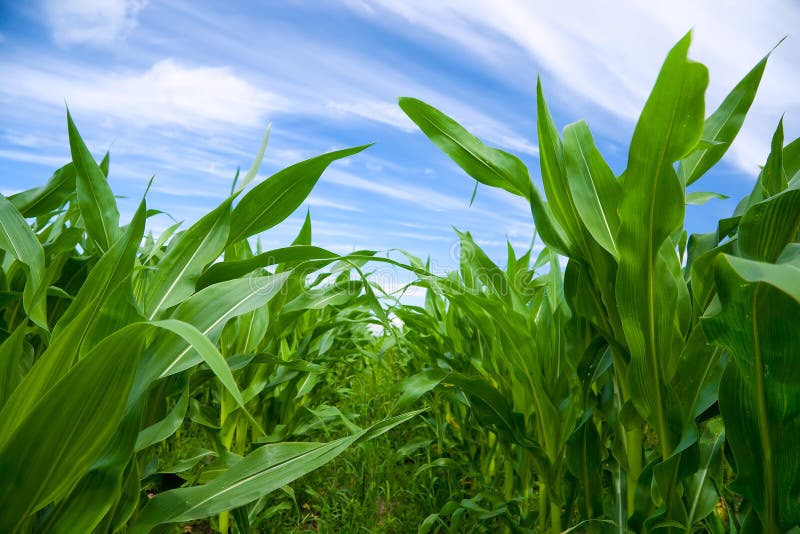 Green corn field stock photo. Image of horizontal, closeup - 33285016