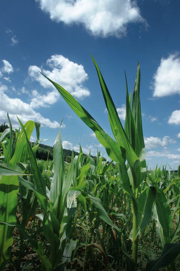 Corn field stock photo. Image of vegetarian, plow, production - 2792542