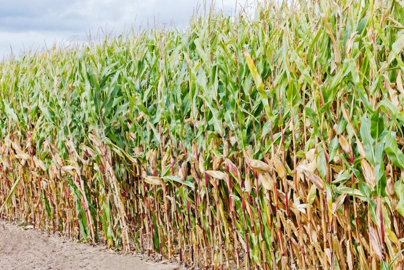 Corn field stock image. Image of ground, plant, grow - 28325737