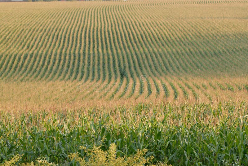 Metal Silos in a Corn Field Stock Photo - Image of store, agriculture ...
