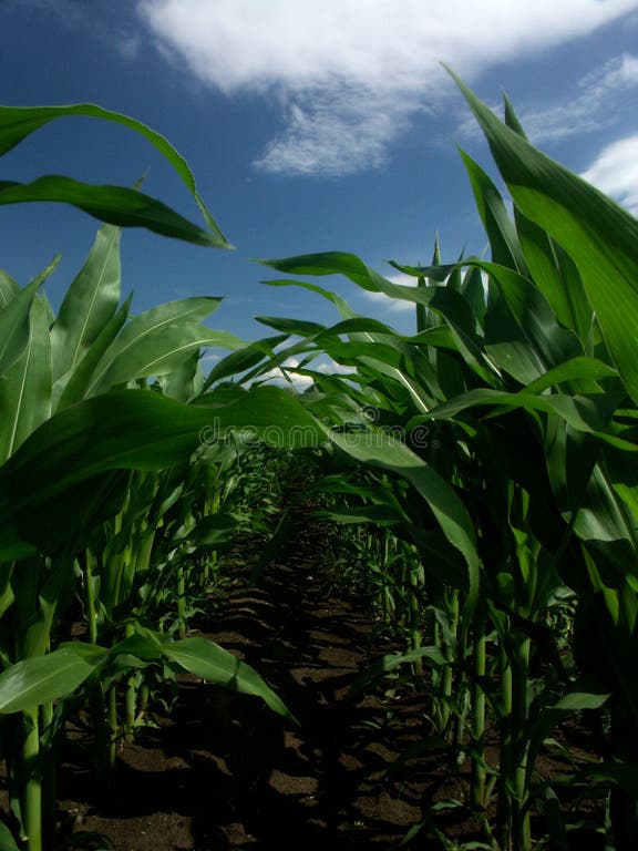 Corn field stock photo. Image of farming, green, husk - 2982684