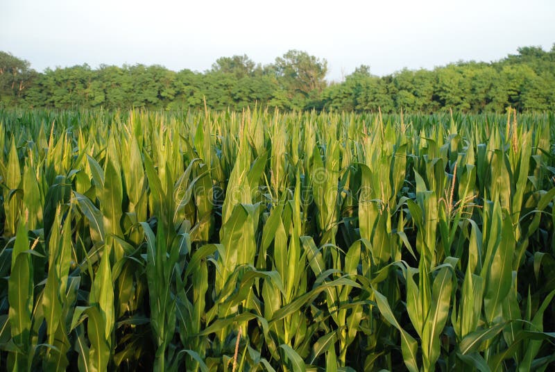 Corn Field 3 stock photo. Image of grow, italian, crops - 5736130