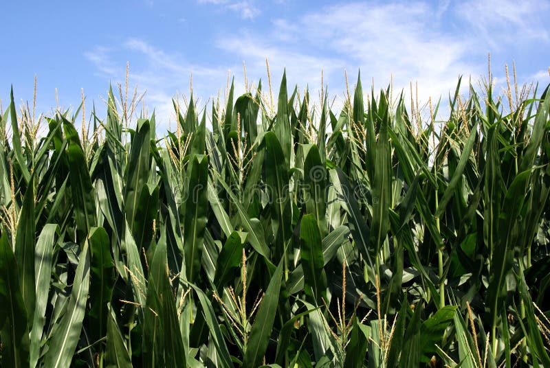 Inside a corn field stock image. Image of popcorn, amazing - 15745879