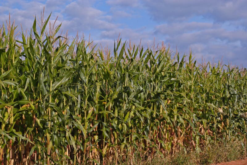 Edge of corn field stock photo. Image of corn, young, green - 184492