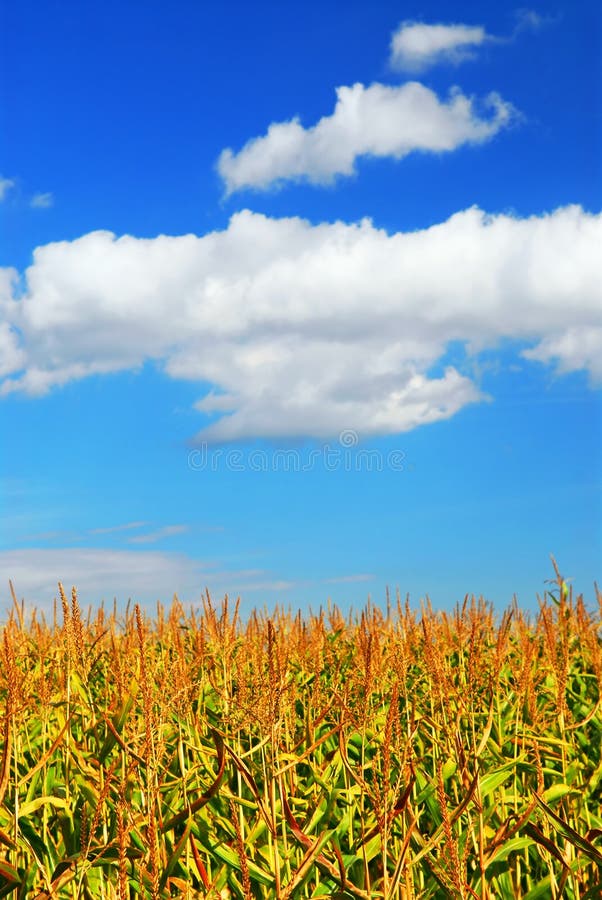 Corn field stock photo. Image of crop, farmland, fields - 12612860