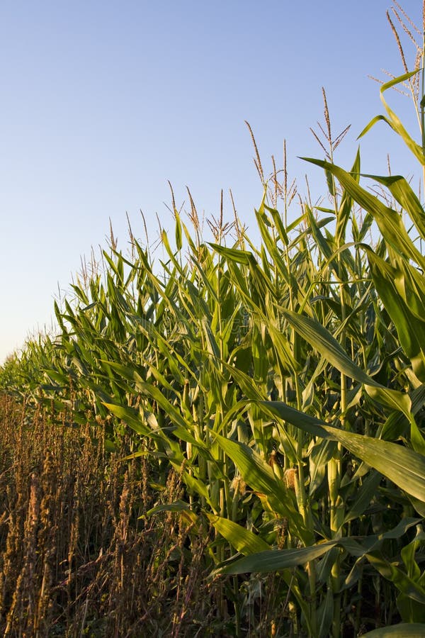 American Cornfield and Farmhouse Near Rt. 66 Stock Photo - Image of ...