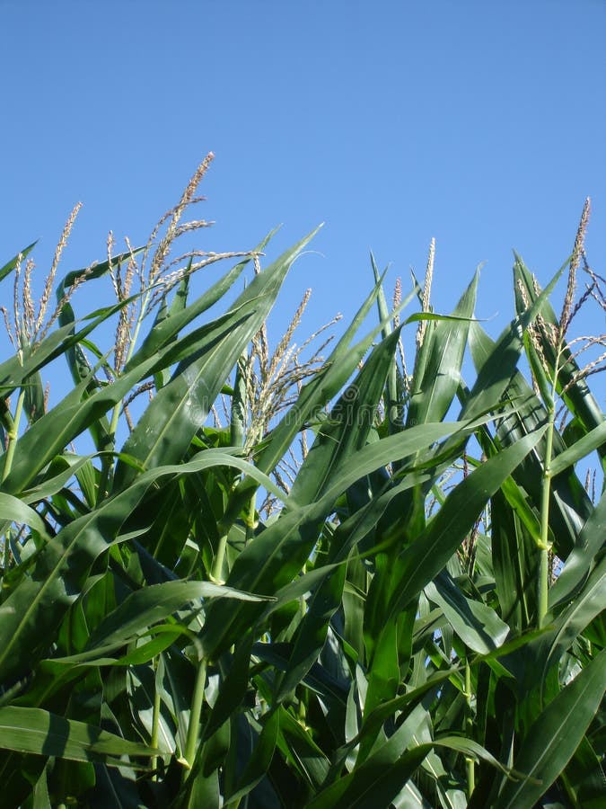 Corn Field stock photo. Image of food, growing, plants - 3586482