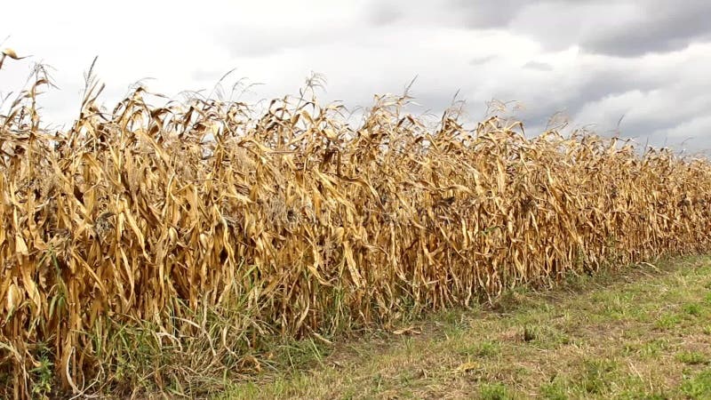 Spring Corn Sprouts Growing Steadily in a Lush, Fertile Field. Stock ...