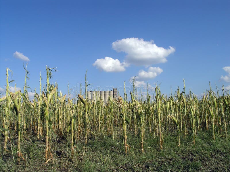 Corn field stock image. Image of hail, thunder, agriculture - 5449293