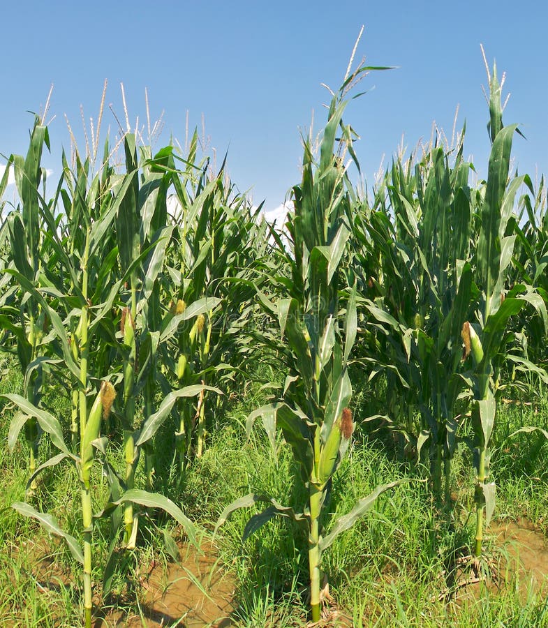 Corn Field stock photo. Image of plant, maize, food, irrigation - 5727114