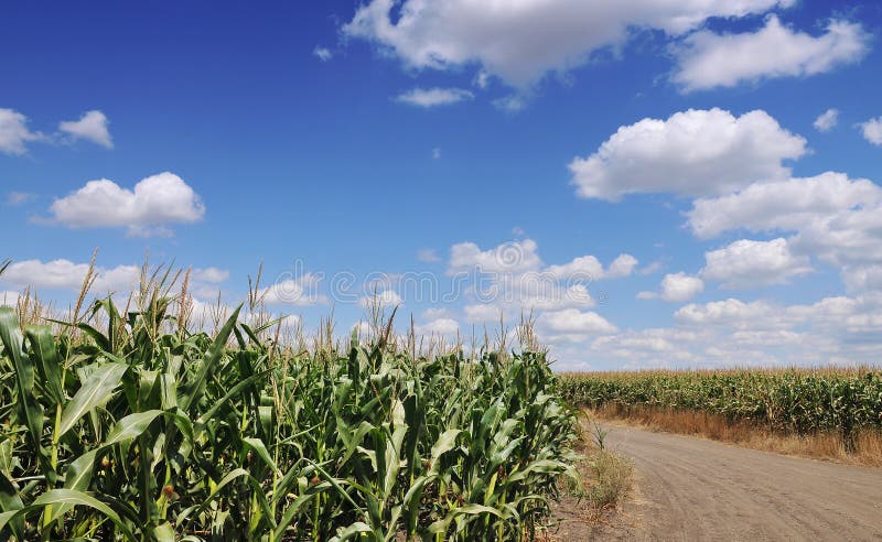 Setting Sun Over Corn Field and Dirt Road, Midwest, USA Stock Photo ...
