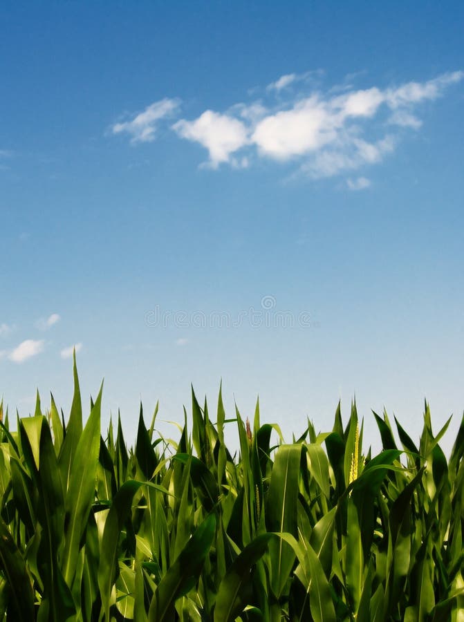 Corn field stock image. Image of background, agrarian - 5874641
