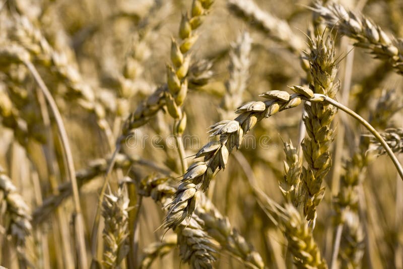 Corn field stock photo. Image of harvest, natural, food - 6191782