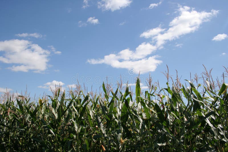 Corn field stock image. Image of harvest, cloud, plant - 6226839