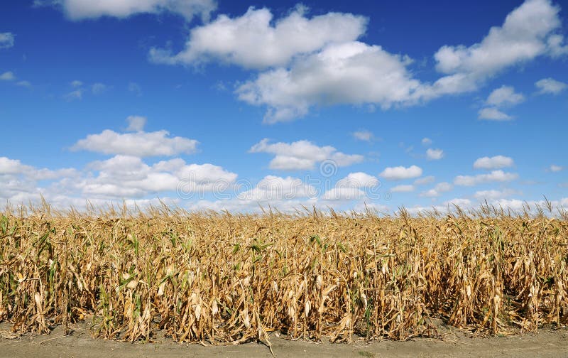 Corn Field Picture. Image: 6598964