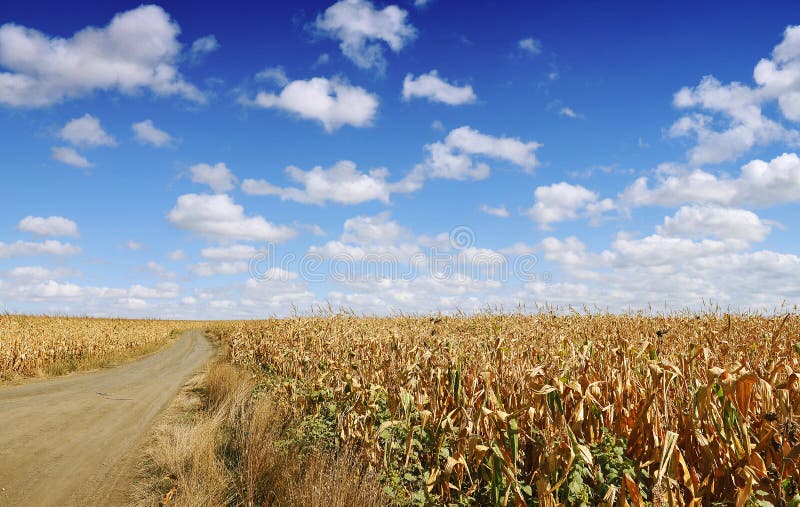 Corn Field Picture. Image: 6646685