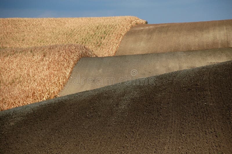 Wave of corn stock photo. Image of grass, green, farm - 43367166