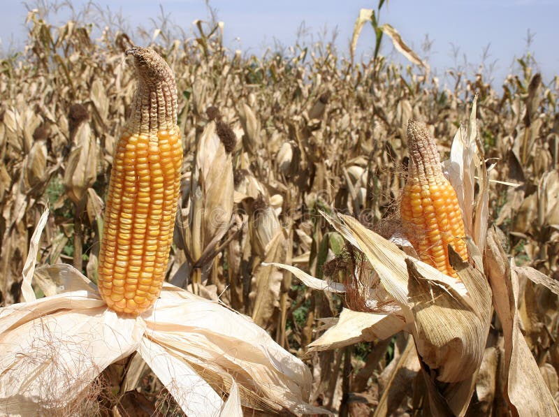 Corn as biomass stock image. Image of corn, bloom, cultivated - 16859219