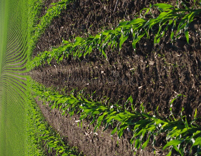 Corn field stock image. Image of growing, farming, crop - 830213
