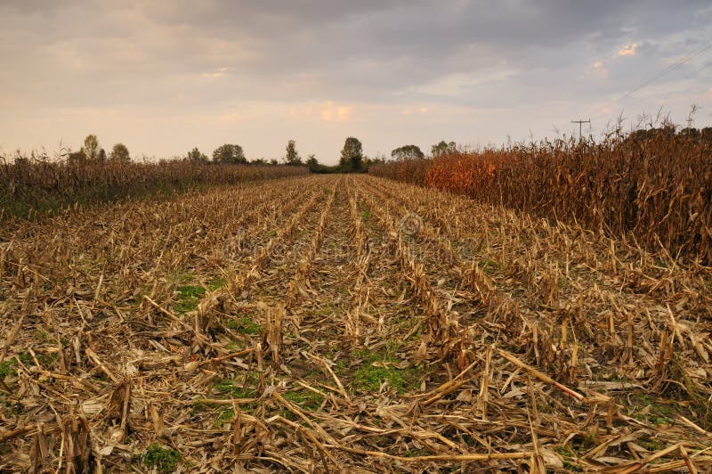 Corn field stock photo. Image of agriculture, plain, trees - 9364164