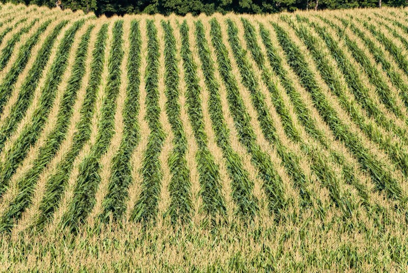 Corn Field from Above stock image. Image of growing, cornstalks - 68791745