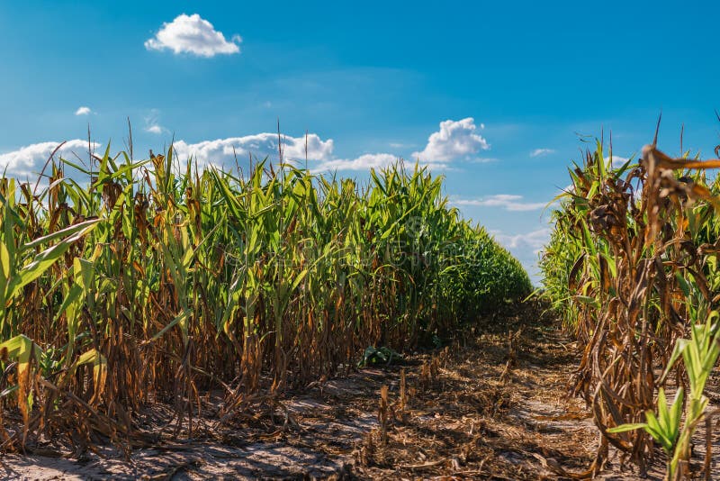 Drought in corn field stock photo. Image of corn, climate - 93420706