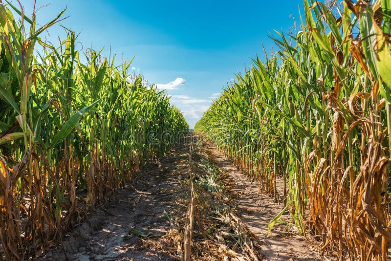 Drought in corn field stock photo. Image of corn, climate - 93420706