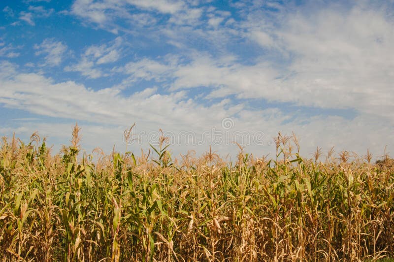 Corn field and sky stock image. Image of food, farm - 146573551