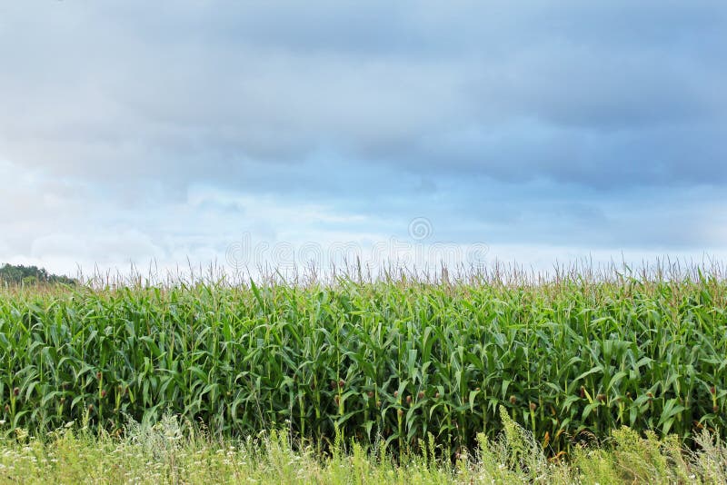 Corn Field Against a Blue Sky Stock Image - Image of beautiful ...