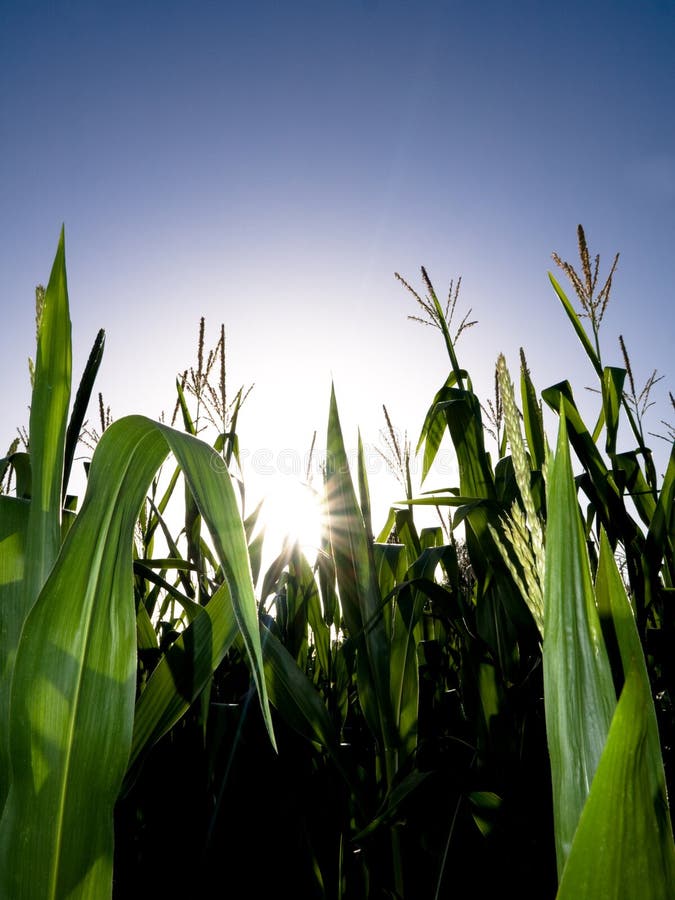 Corn field against the sun stock photo. Image of cereal - 5887370