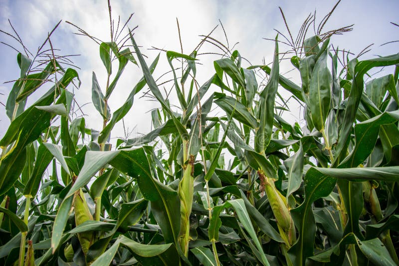 Corn field stock image. Image of flower, fruit, outdoor - 75275409