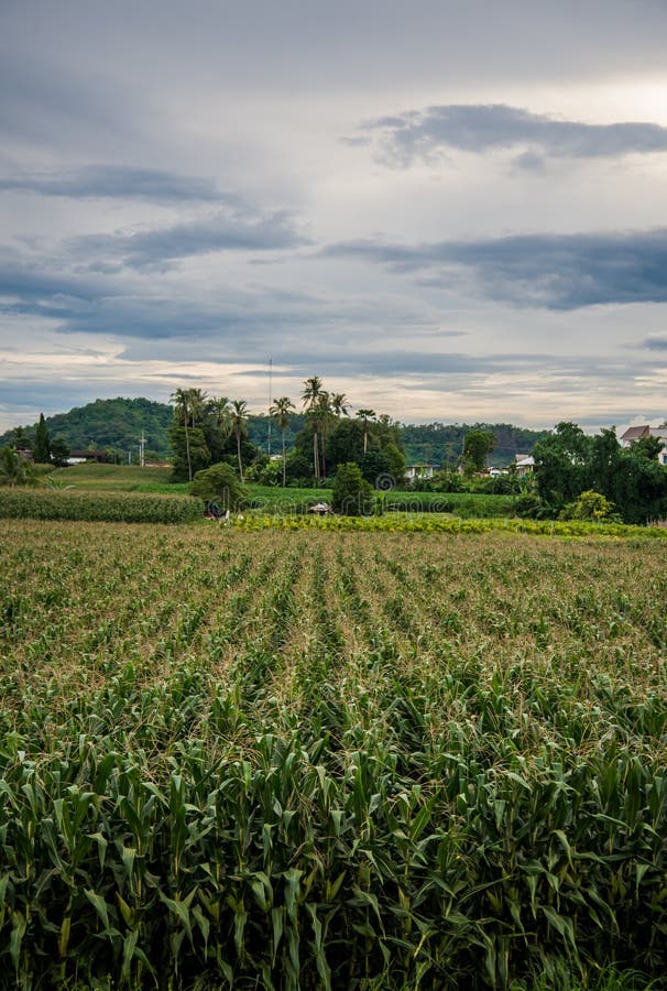 Corn field stock image. Image of fruit, agriculture, stem - 75275645