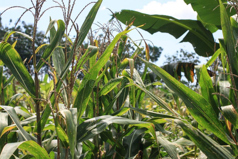 Corn Field, Agriculture and Food Source Stock Photo - Image of produce ...