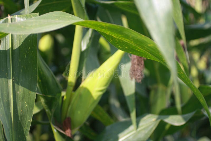 Corn Field, Agriculture and Food Source Stock Photo - Image of ...