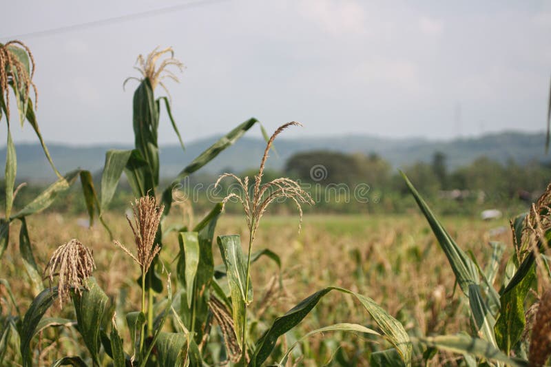 Corn Field, Agriculture and Food Source Stock Photo - Image of source ...