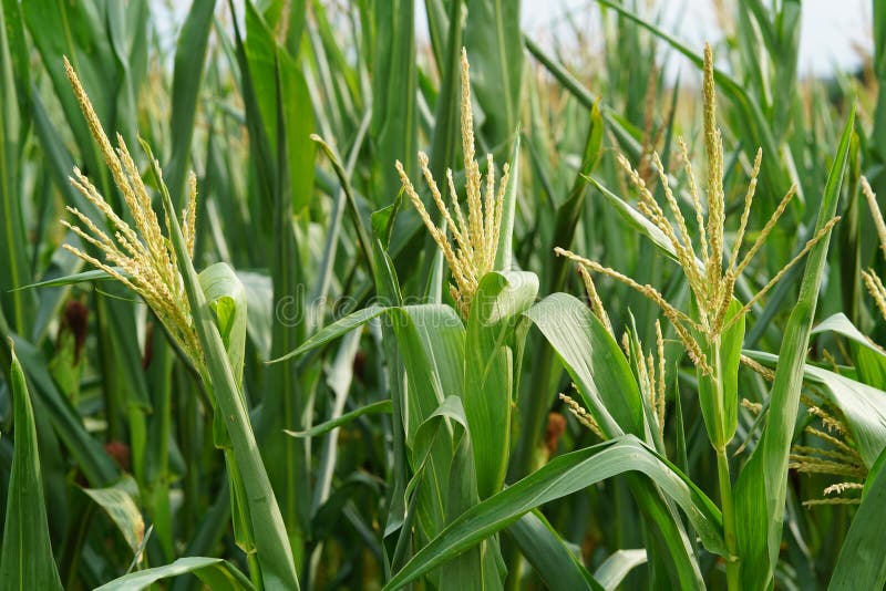 Corn field stock photo. Image of land, farm, agriculture - 76368980