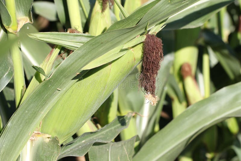 Corn field stock photo. Image of plant, organic, nature - 76374496