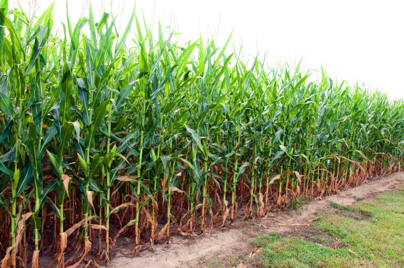 Corn Field in Alabama stock image. Image of crop, nature - 16532997