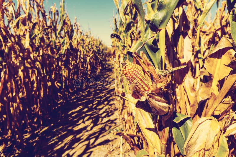 Corn Field stock image. Image of farm, american, fall - 43121383