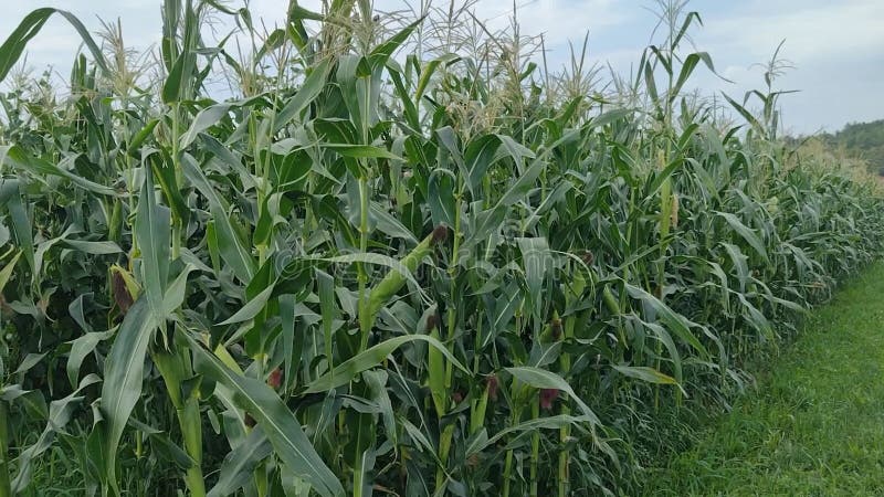 Corn in the Field in August. in Maramures, Romania Stock Video - Video ...