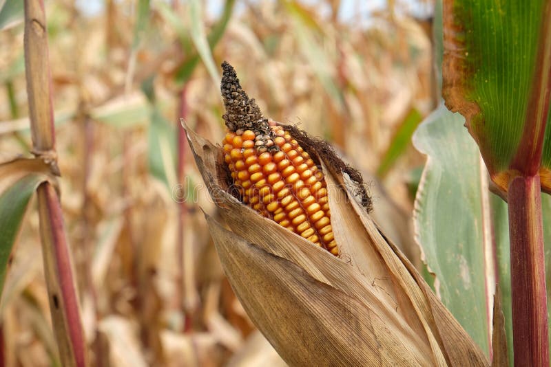 Corn field at autumn stock image. Image of leaf, steam - 111317217
