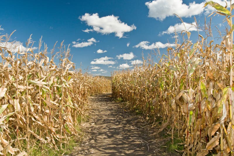 Corn field in autumn stock photo. Image of harvest, fall - 11442702